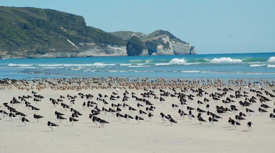Farewell Spit Tour Abel Tasman | NZ Tourism Tours ️