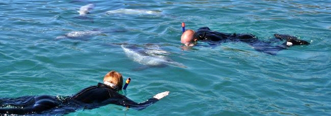Akaroa Swim with Dolphins | NZ Tourism Tours ️