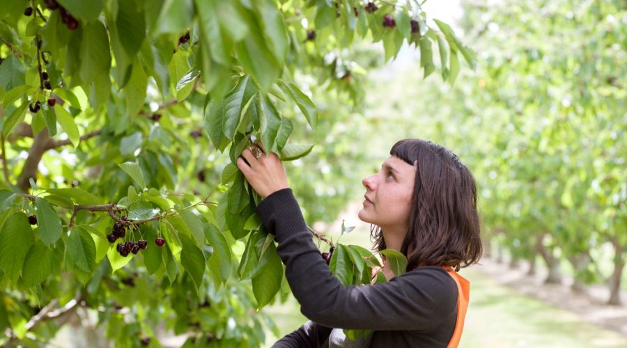 Orchard Tour: A Taste of Wanaka & Central Otago | NZ Tourism Tours ️