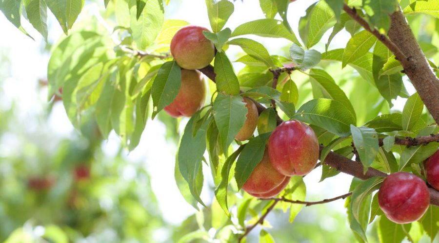 Orchard Tour: A Taste of Wanaka & Central Otago | NZ Tourism Tours ️